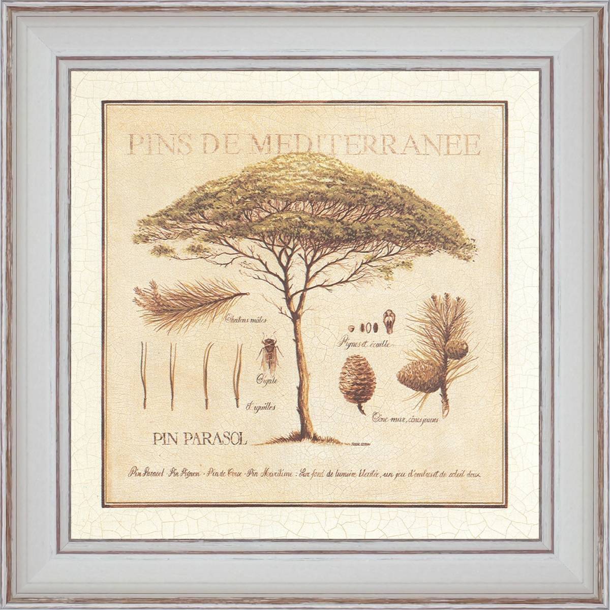 Pins de méditerranée - Tableau Provence