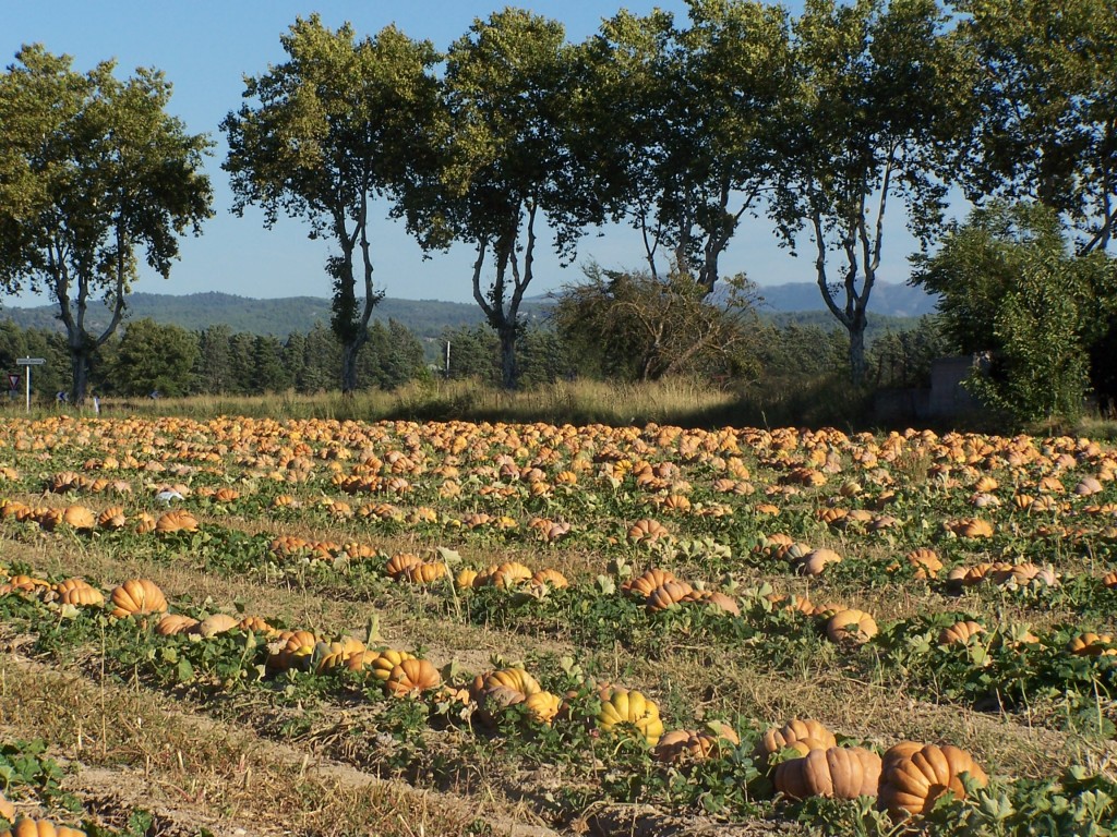 Il était une fois une citrouille | En Provence