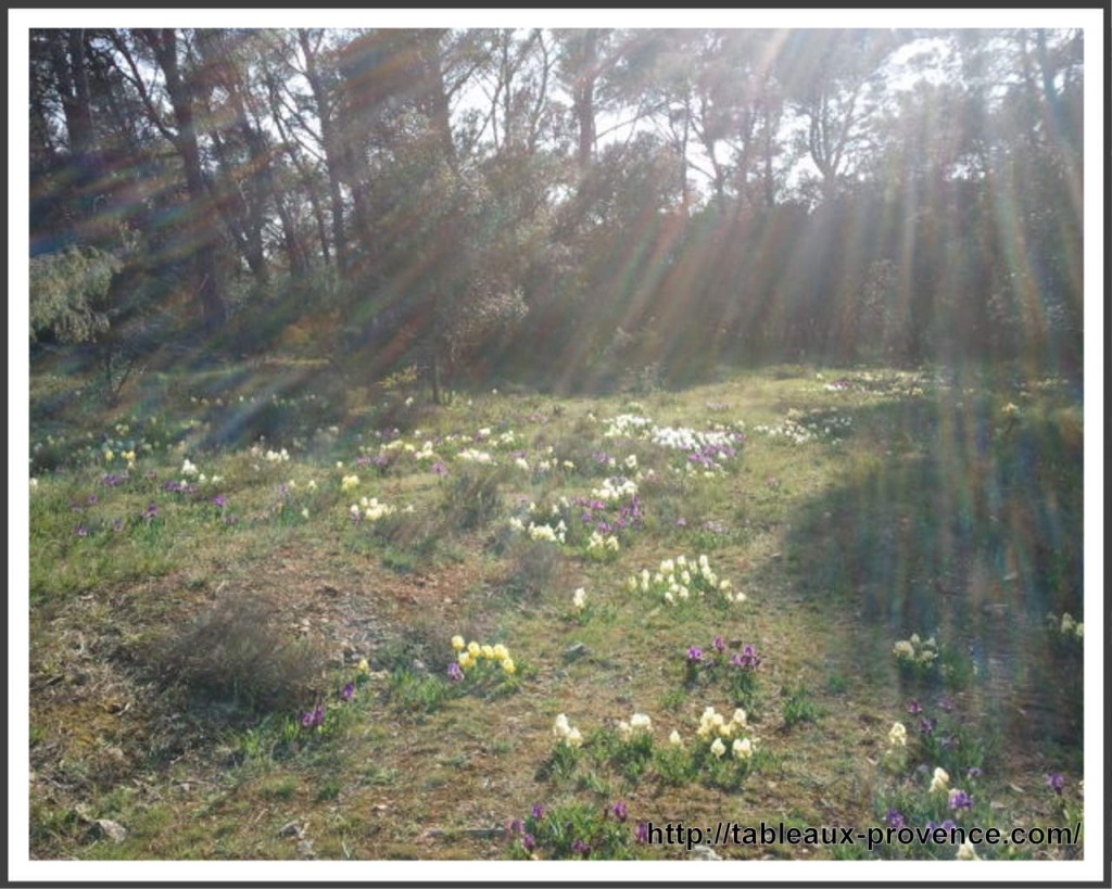 Une décoration naturelle: La garrigue au printemps. | En Provence