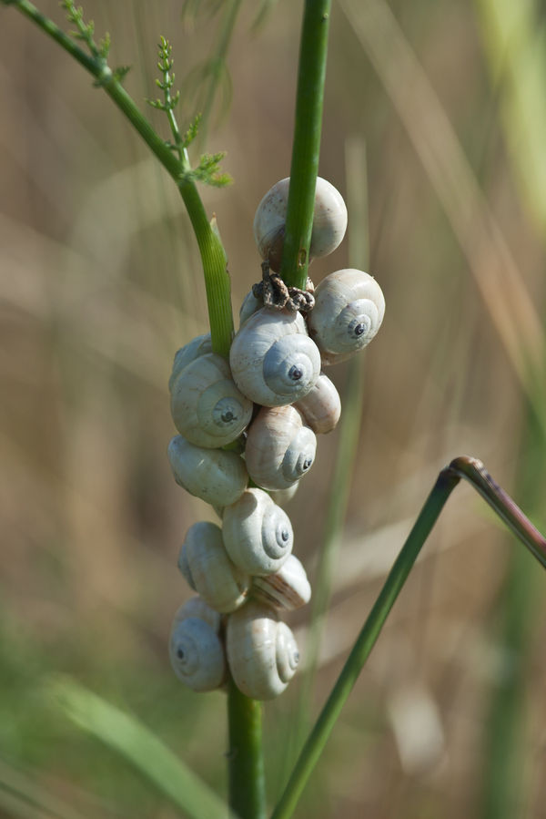 Limaçons ou "limaçoun" de Provence | En Provence