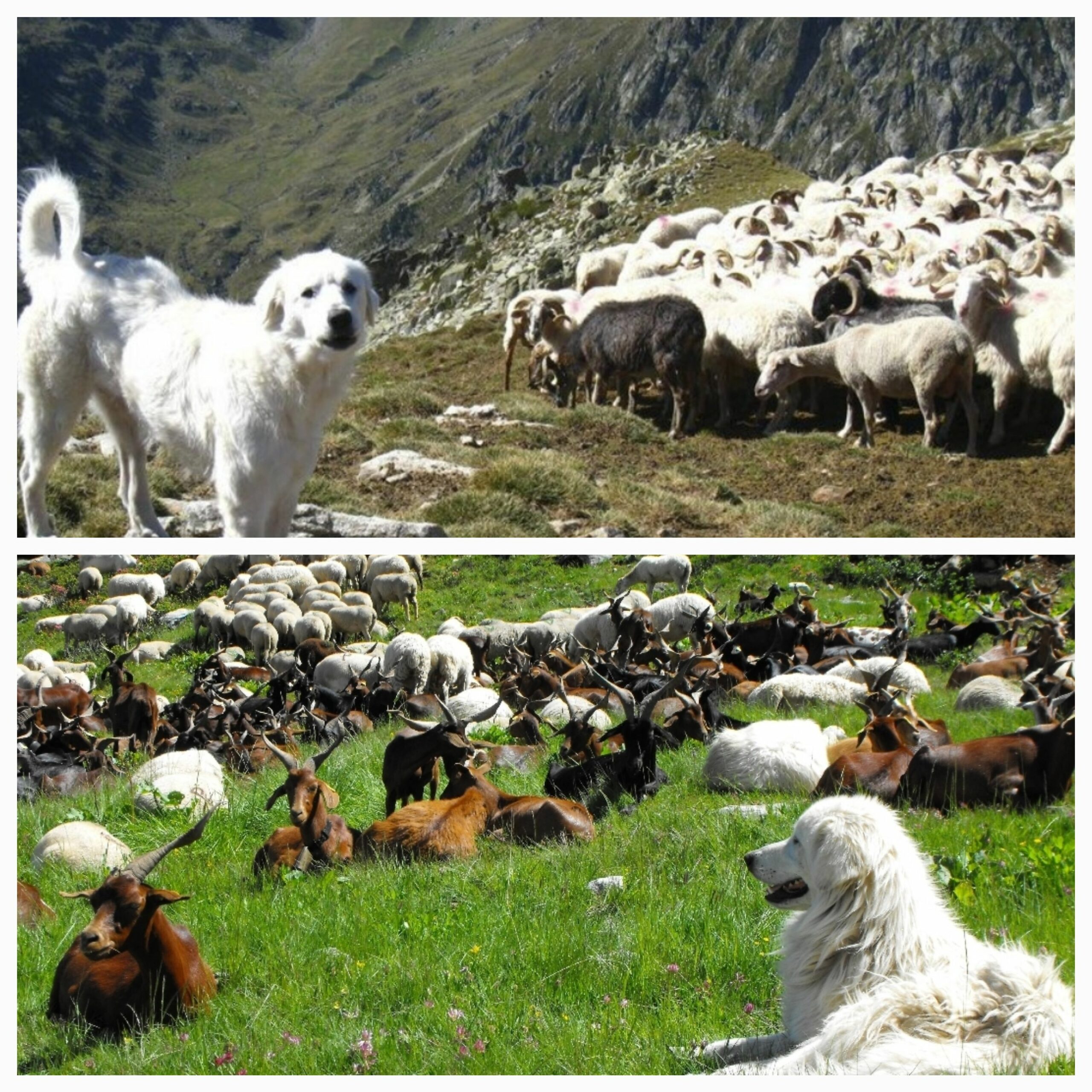 Les Chiens Patous: Gardiens dévoués des moutons